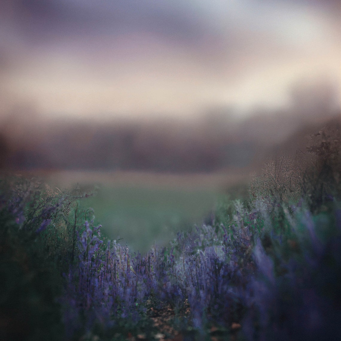 Heather Field Digital Background, Purple Field Backdrop, Misty Night ...