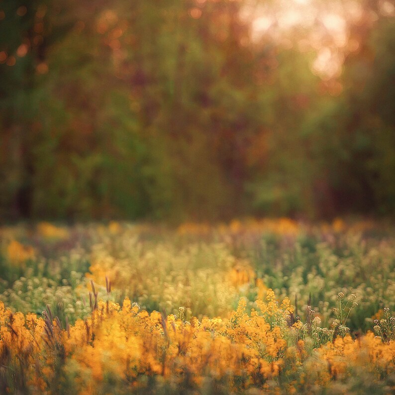 Sunset Summer Field Digital Backdrop, Golden Hour Background, Yellow ...