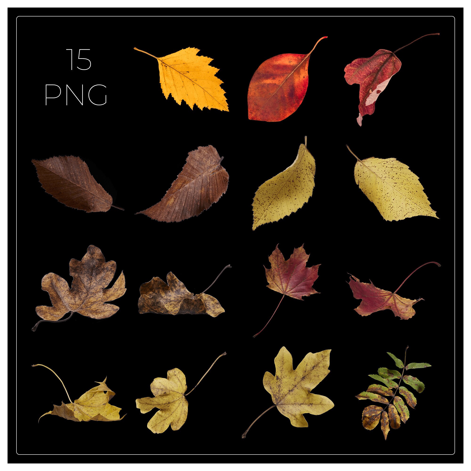 Falling Leaves Overlays, Autumn Leaf Photoshop Overlays, Autumn Clip ...