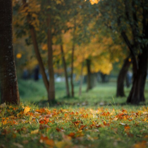 Sfondi Hd Natura Autunnale 100+] Sfondi Hd Autunno | Wallpapers.com