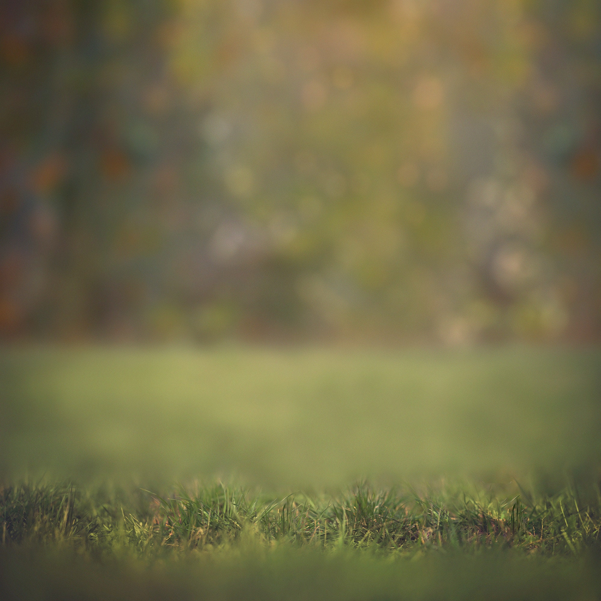 Magic Summer Field Background, Grass Digital Backdrop, Nature, Outside ...
