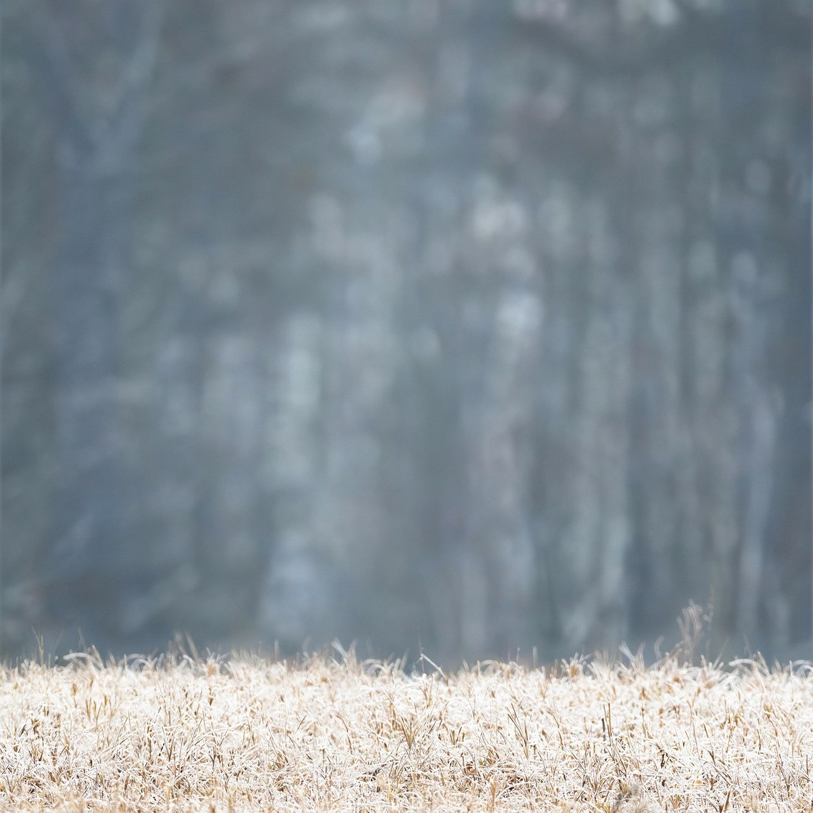 Winter Field Digital Background, Winter Forest Backdrop, Frozen, Nature ...