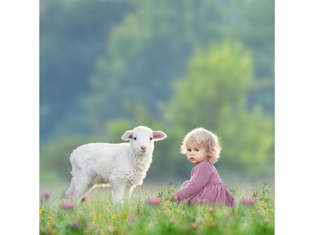 Spring Lamb Digital Background, Easter Background, Sheep, Nature ...