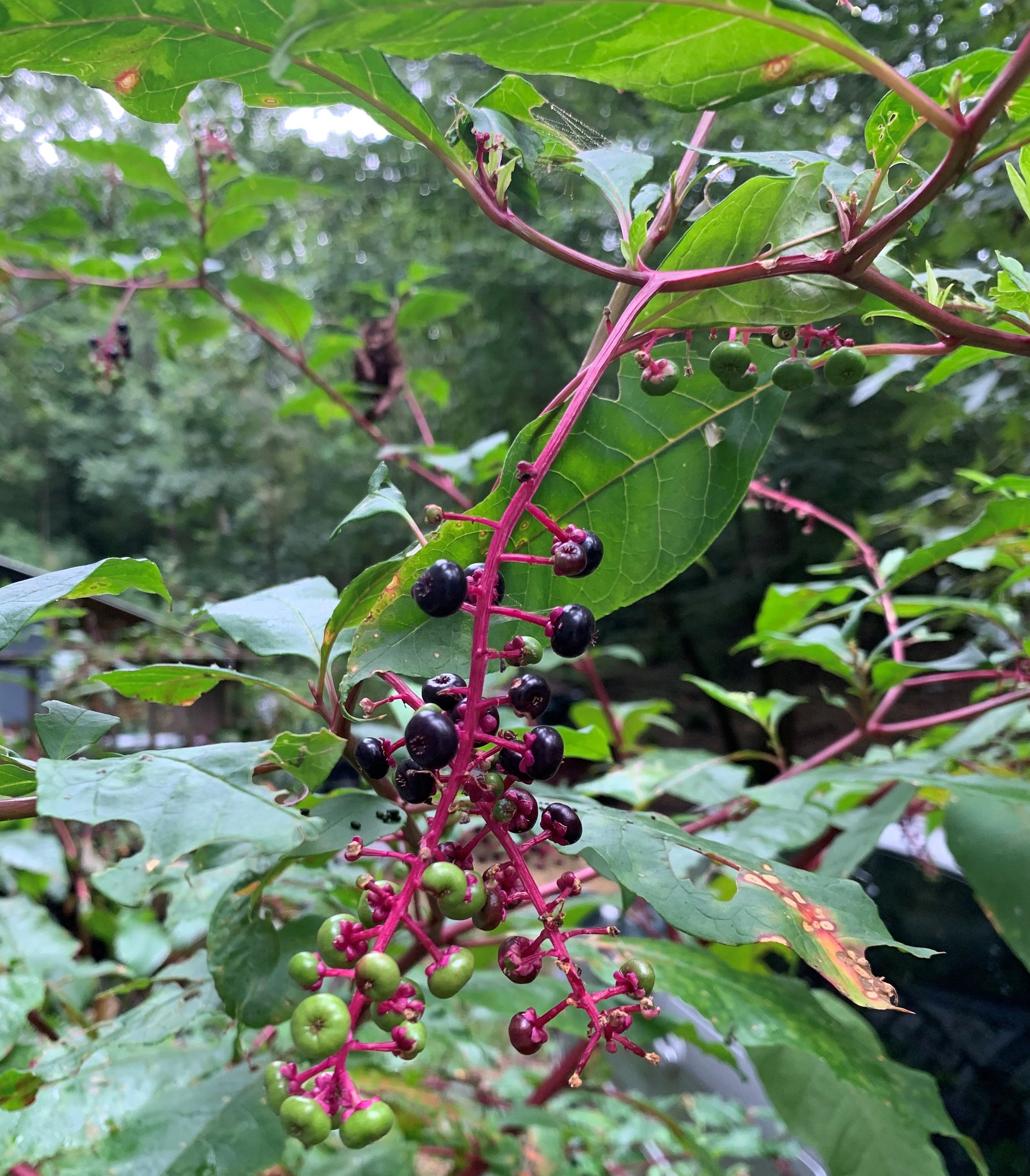 Organic Poke Berry Seeds - Etsy