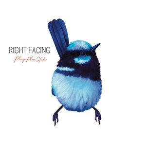Blue Wren Decal: Australian Bird Sticker, Repositionable Vinyl - Etsy
