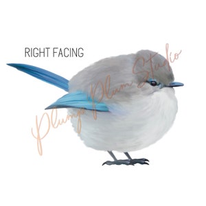 Superb Fairy Blue Wren Decal Australian Fairy Wren Sticker - Etsy