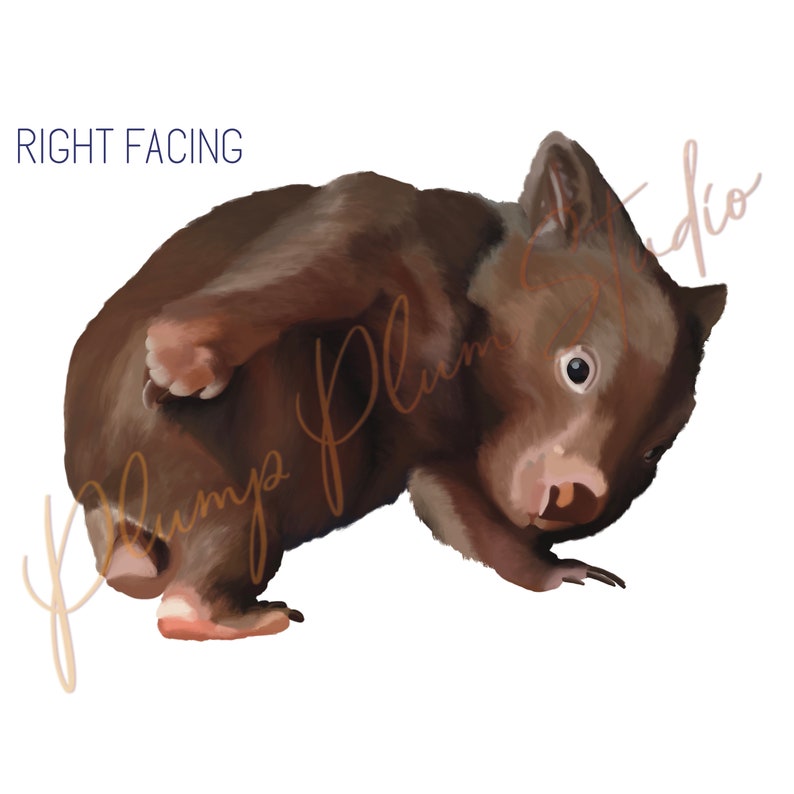 Realistic Wombat Decal: Australian Animal Sticker, Textured Vinyl - Etsy