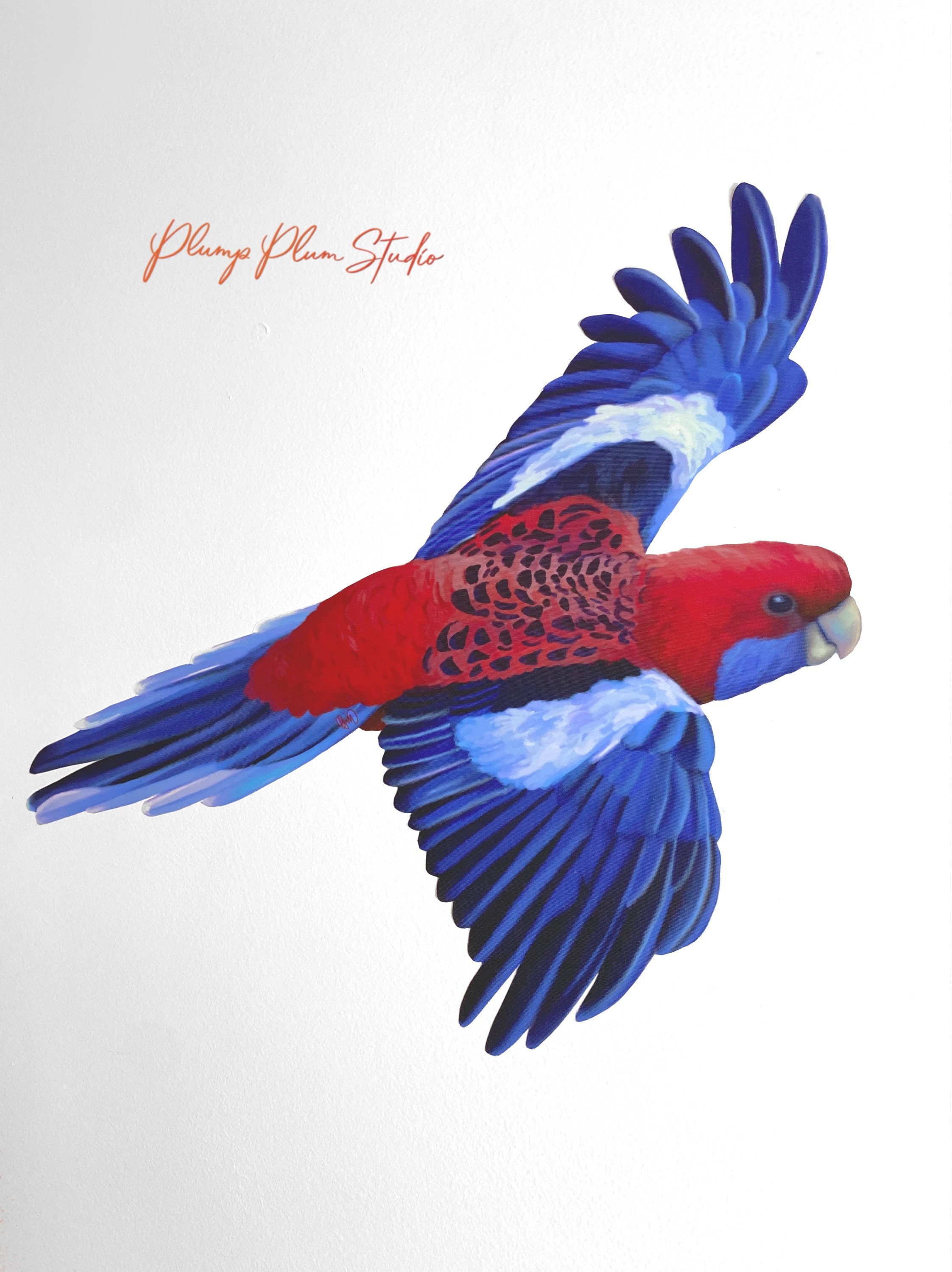Crimson Rosella Flying