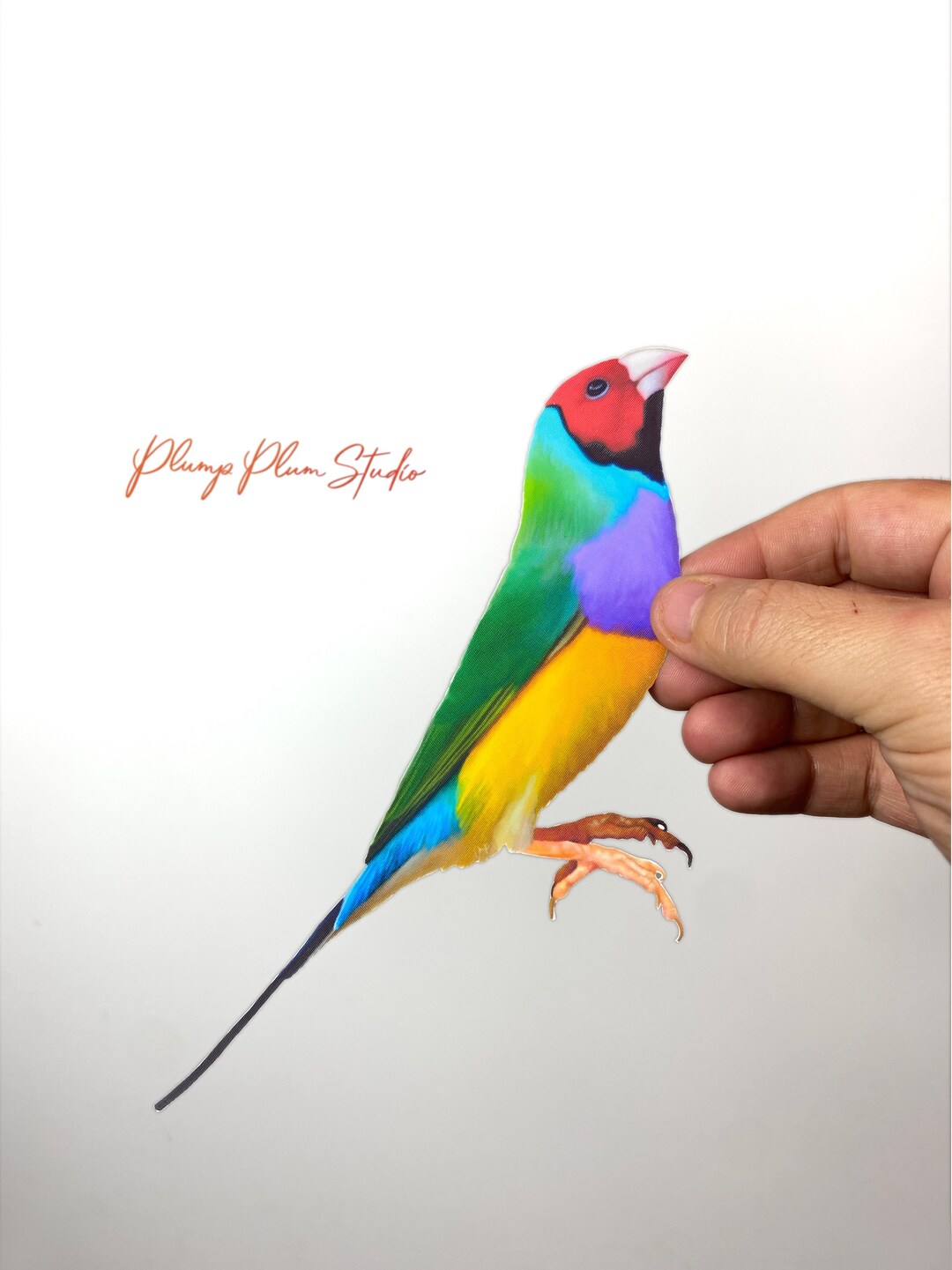 Rainbow Finch Decal Gouldian Finch Sticker Car Sticker Peel - Etsy