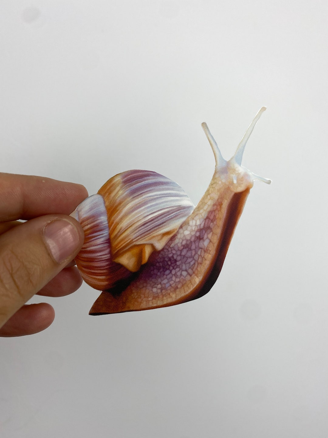 Realistic Snail Decal, Illustrated Common Snail Sticker, Cute Garden ...