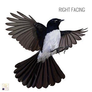 Australian Willie Wagtail Decal, Willy Wag Tail Textured Vinyl Sticker ...