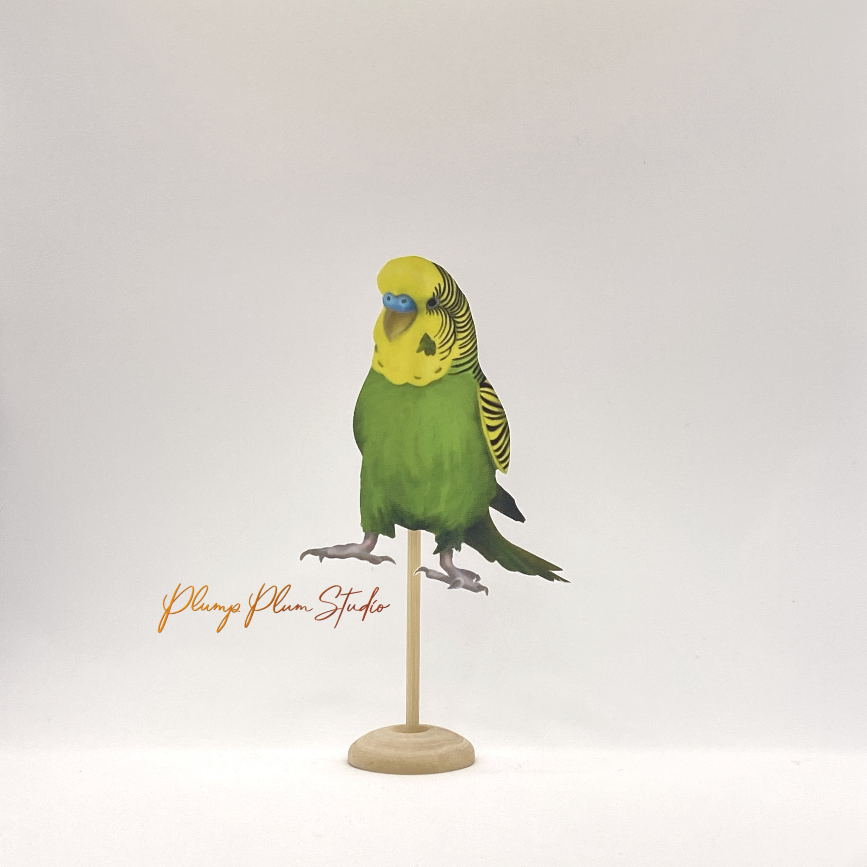 Budgie Decal Australian Budgie Sticker Peel and Stick Light - Etsy