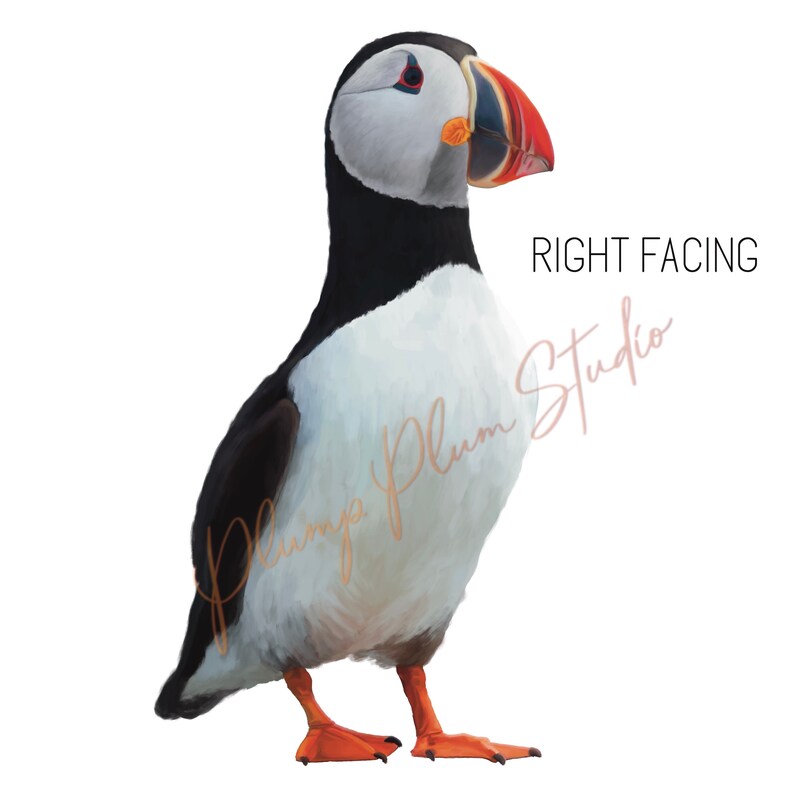 Puffin Decal Atlantic Puffin Sticker Vinyl Car Decal Wall - Etsy