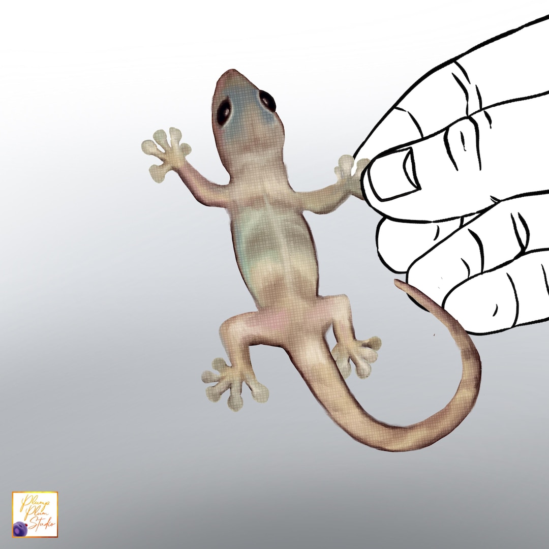 Cute Gecko Lizard Decal, Gecko Sticker, Illustrated Gecko, Wall/car ...