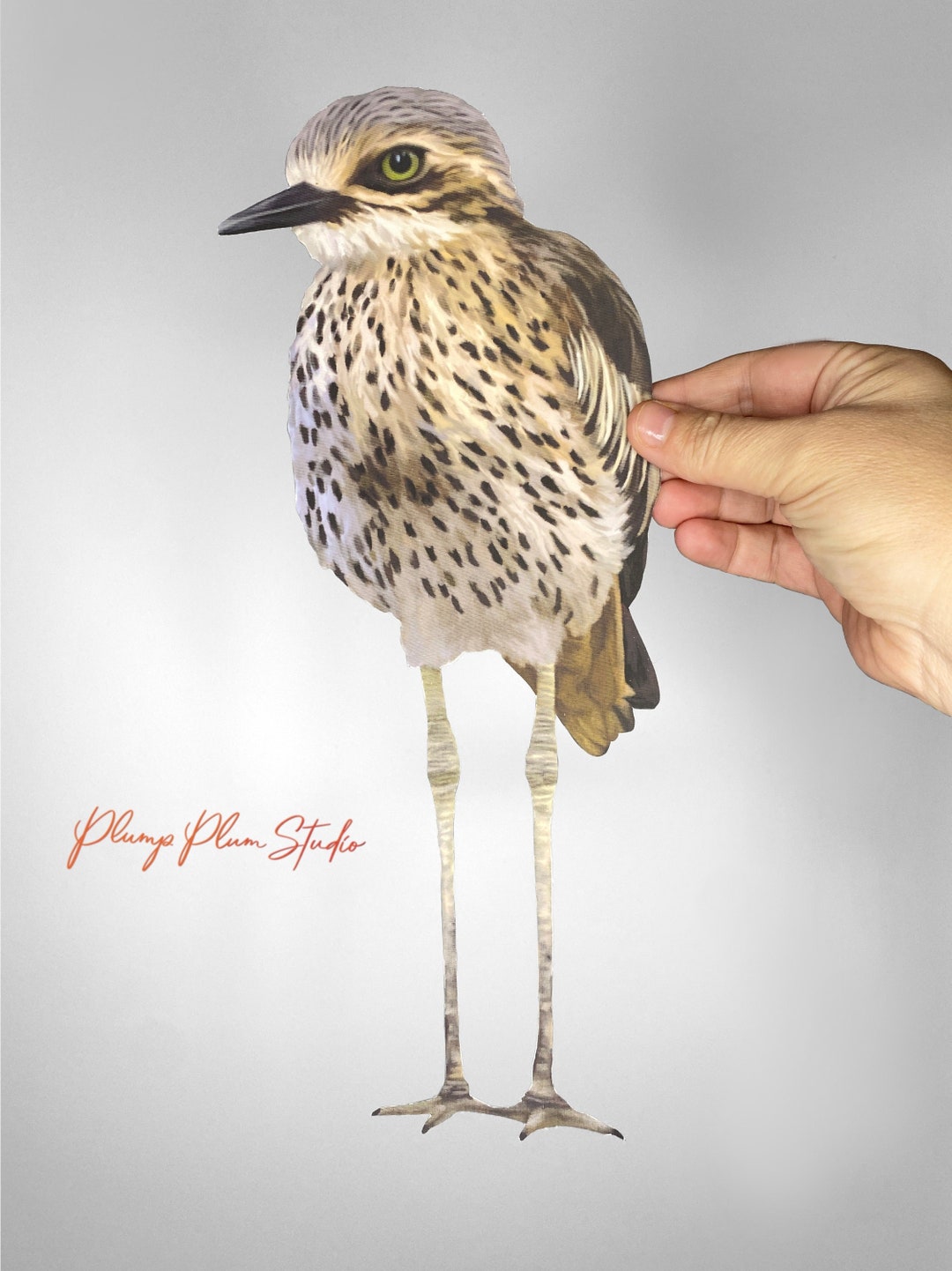 Australian Stone Curlew Bird Decal, Curlew Vinyl Sticker, Bird Lover’s ...