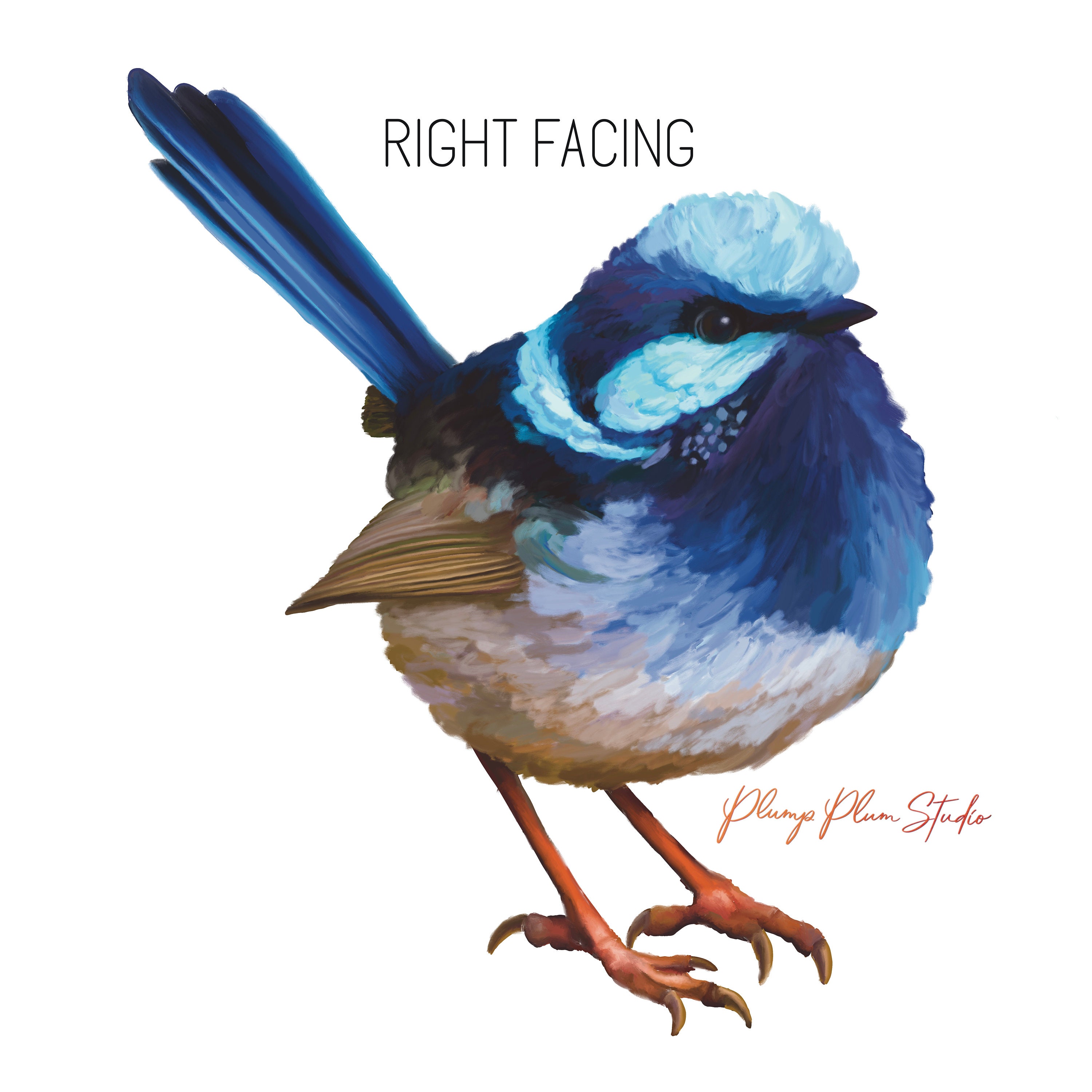 Superb Fairy Blue Wren Decal Australian Blue Wren Sticker - Etsy
