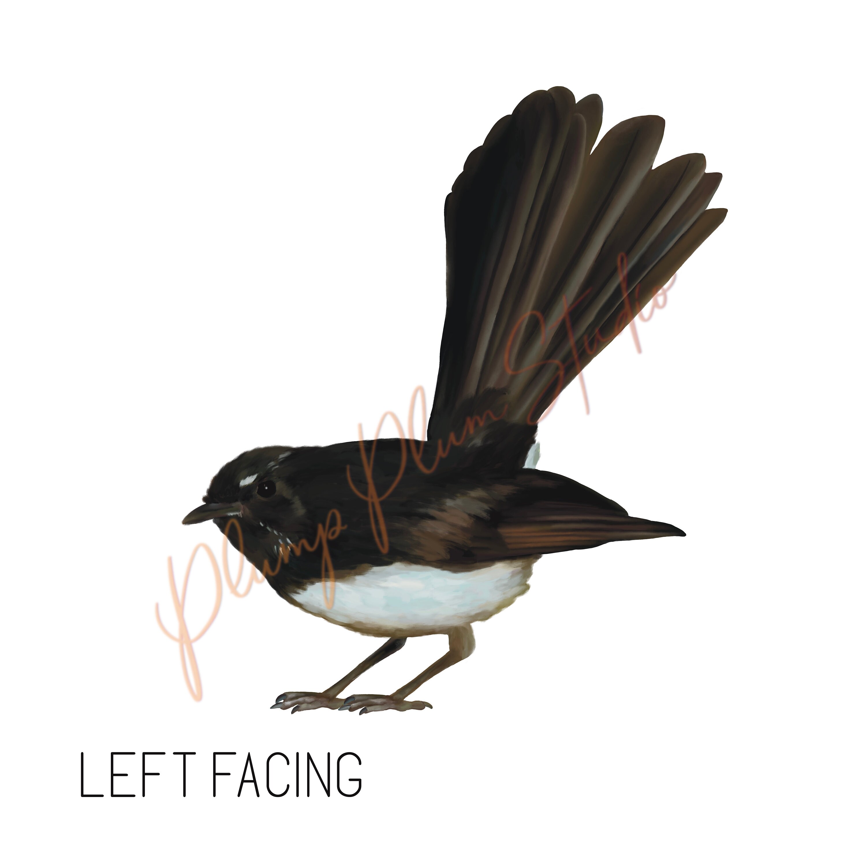 Australian Willie Wagtail Decal Willy Wag Tail Sticker Peel - Etsy ...