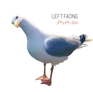 Realistic Curious Seagull Decal, Peel/stick, Outdoor/indoor Reusable ...