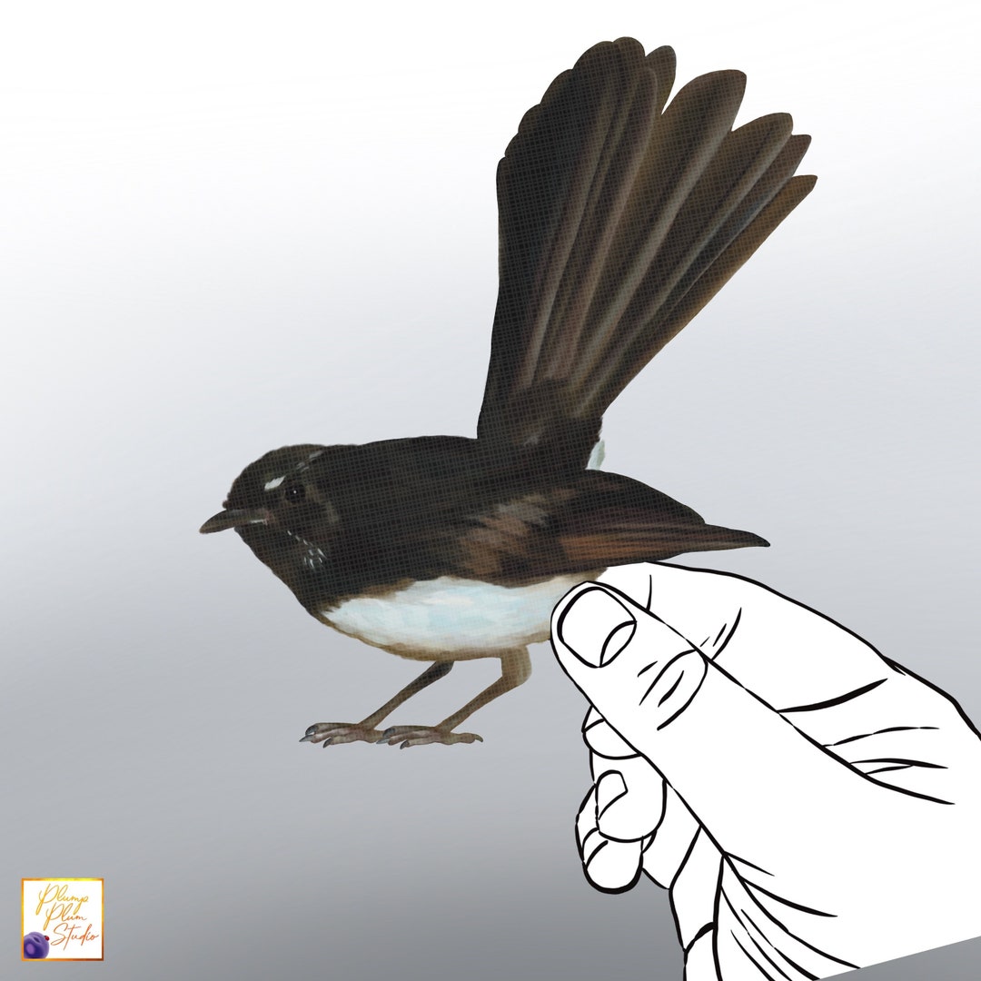 Willy Wagtail Decal, Textured Vinyl Sticker, Australian Bird Art - Etsy ...