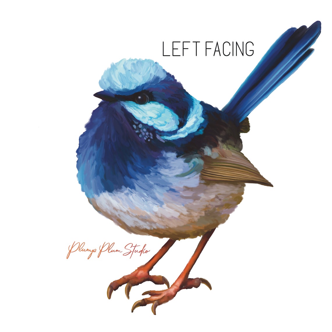 Superb Fairy Blue Wren Decal Australian Blue Wren Sticker - Etsy