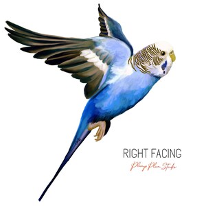 Flying Blue Budgie Decal, Australian Blue/white Budgie Sticker, Light ...