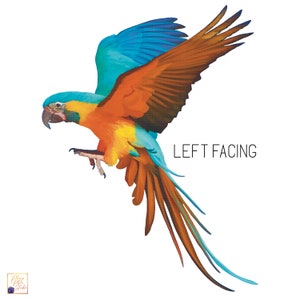 Macaw Vinyl Sticker, Blue Gold Macaw Sticker, Realistic Macaw Bird ...