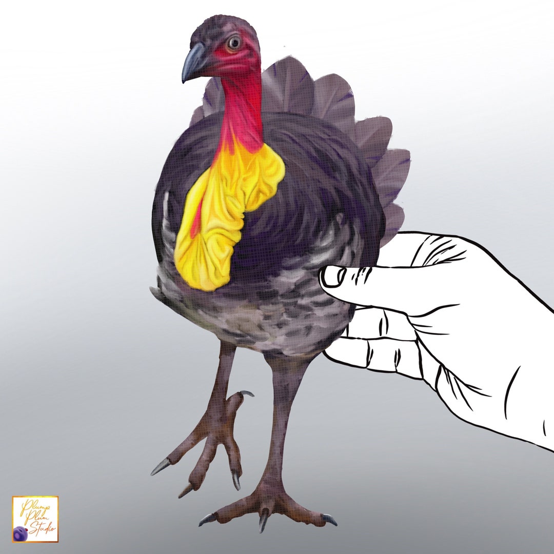 Bush Turkey Decal: Australian Gweela Bird Vinyl Sticker - Etsy