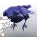 Male Satin Bowerbird Vinyl Decal, Life Sized, Light Switch Decal, Car ...