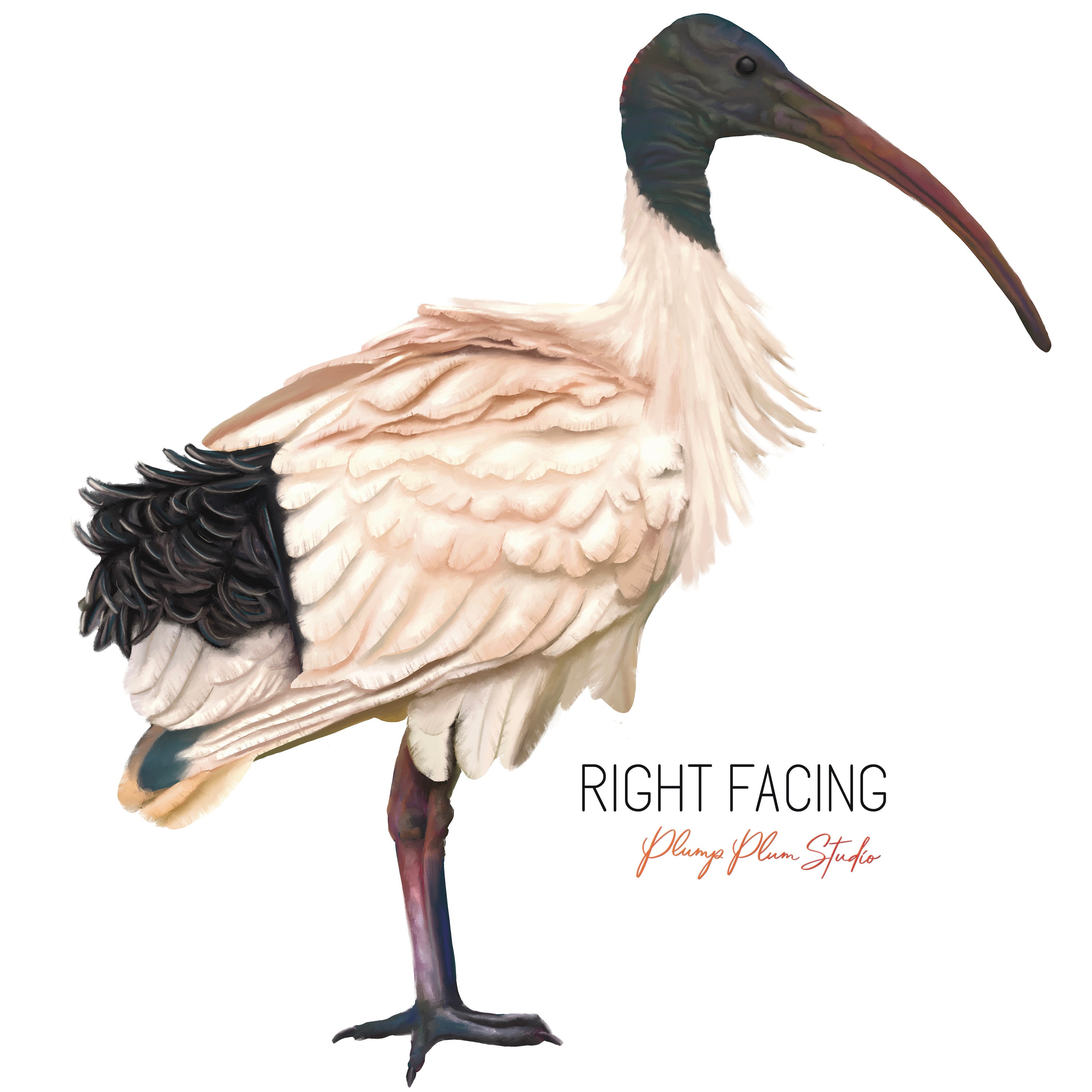 Bin Chook Decal Australian White Ibis Decal Realistic Bird - Etsy