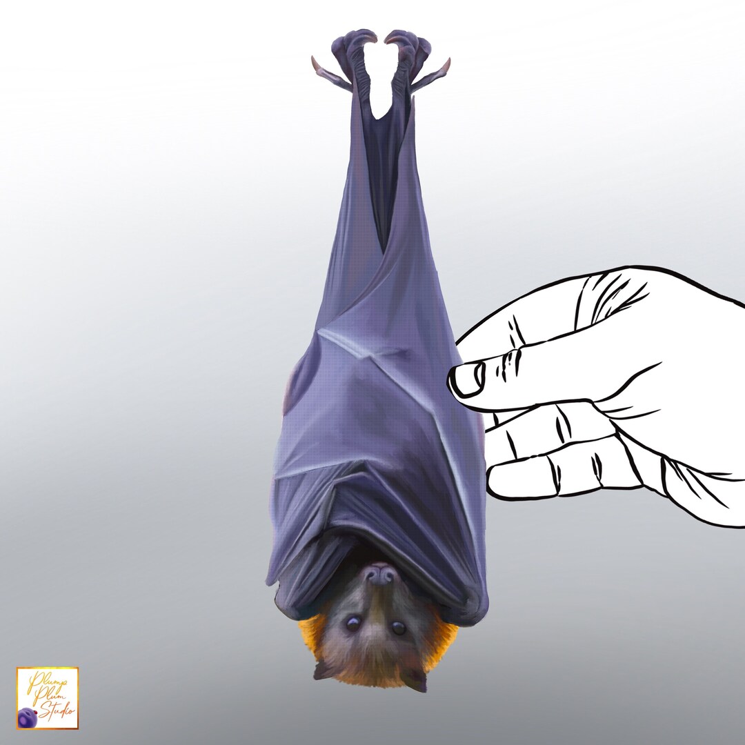 Australian Fruit Bat or Flying Fox Decal, Hanging Bat Sticker, Peel ...