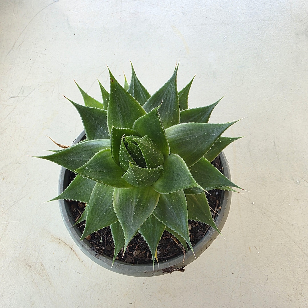 Gasteraloe Cosmo Succulent - Etsy Australia