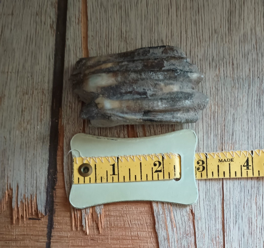 Genuine Large Animal Tooth Artifact! - Etsy