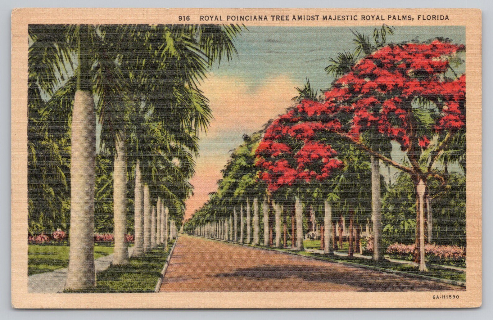 Vintage Postcard Royal Poinciana Tree Amidst Majestic Royal Palms ...