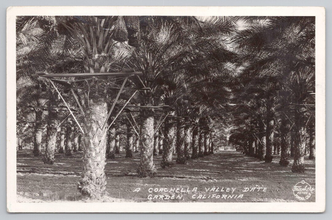 Coachella Valley California Date Garden Frasher Real Photo Postcard ...