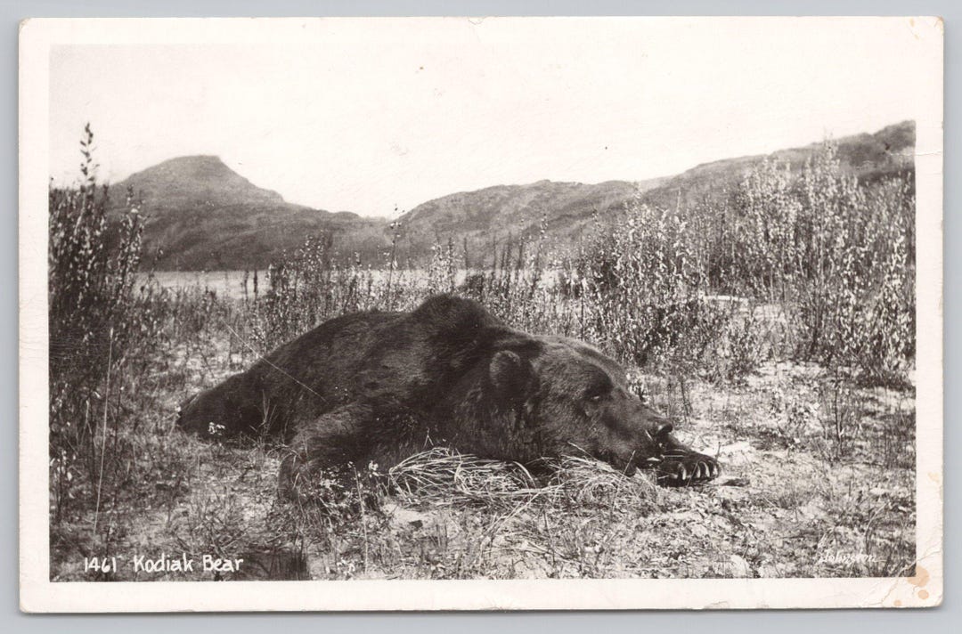 1879 Alaska Kodiak Grizzly Bear C1950s RPPC Vintage Postcard - Etsy