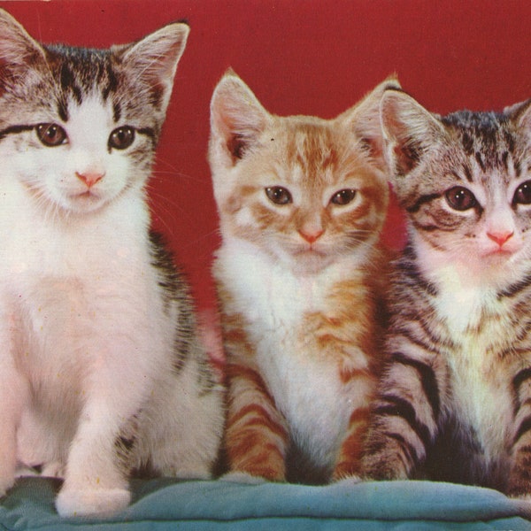 Three Little Kittens - Etsy