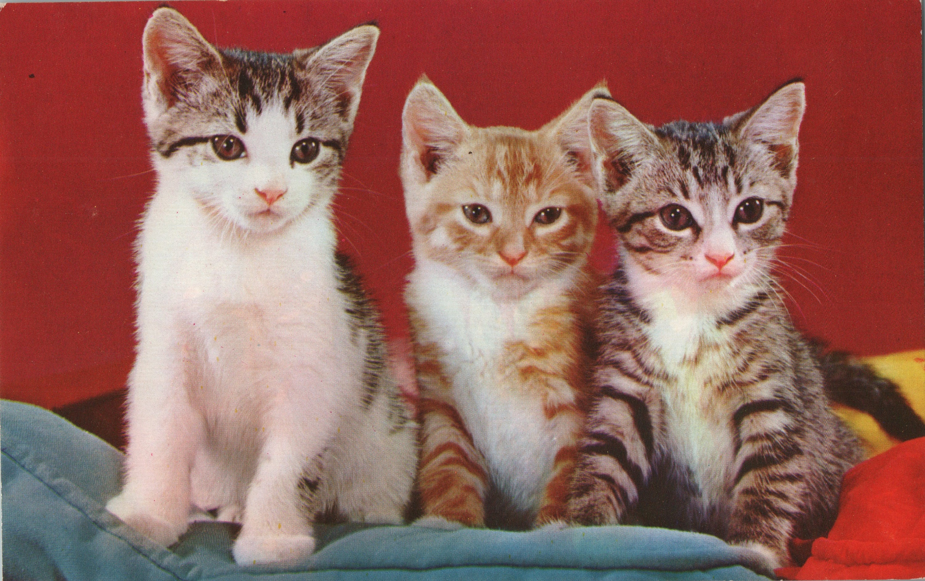 Animals the Three Little Kittens Cats Tabbies - Etsy