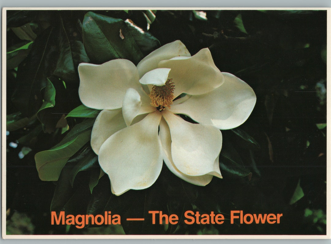 Magnolia State Flower of Louisiana and Mississippi Vintage - Etsy
