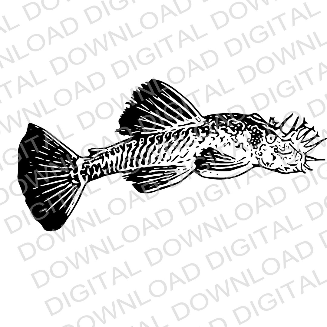 Ancistrus Pleco Catfish, SVG Cut File for Paper or Vinyl Cutting ...