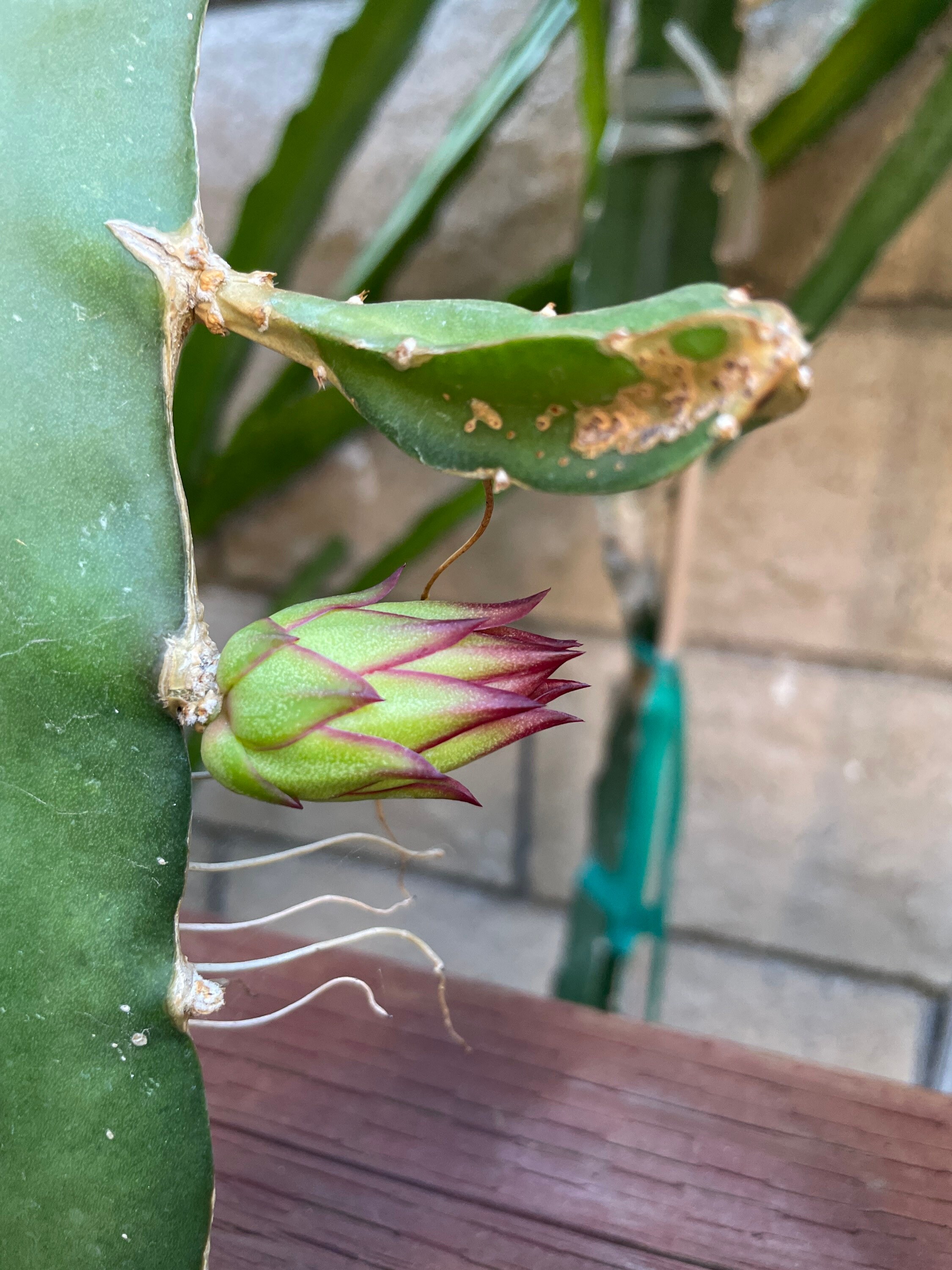 Red Dragon Fruit Flower