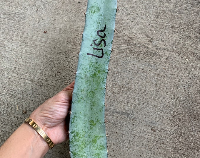 LISA Dragon Fruit Cutting 10 Inches. Red Flesh. - Etsy