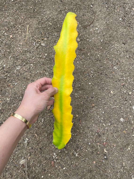 RARE. Worth Lime Variegated Dragon Fruit 1 Cutting. - Etsy