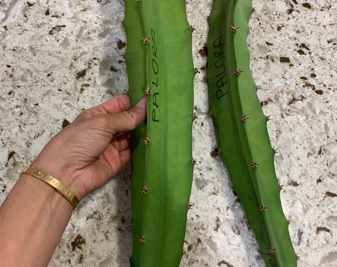YELLOW/PALORA yellow Dragon Fruit Cutting From Ecuador 10 Inches. - Etsy
