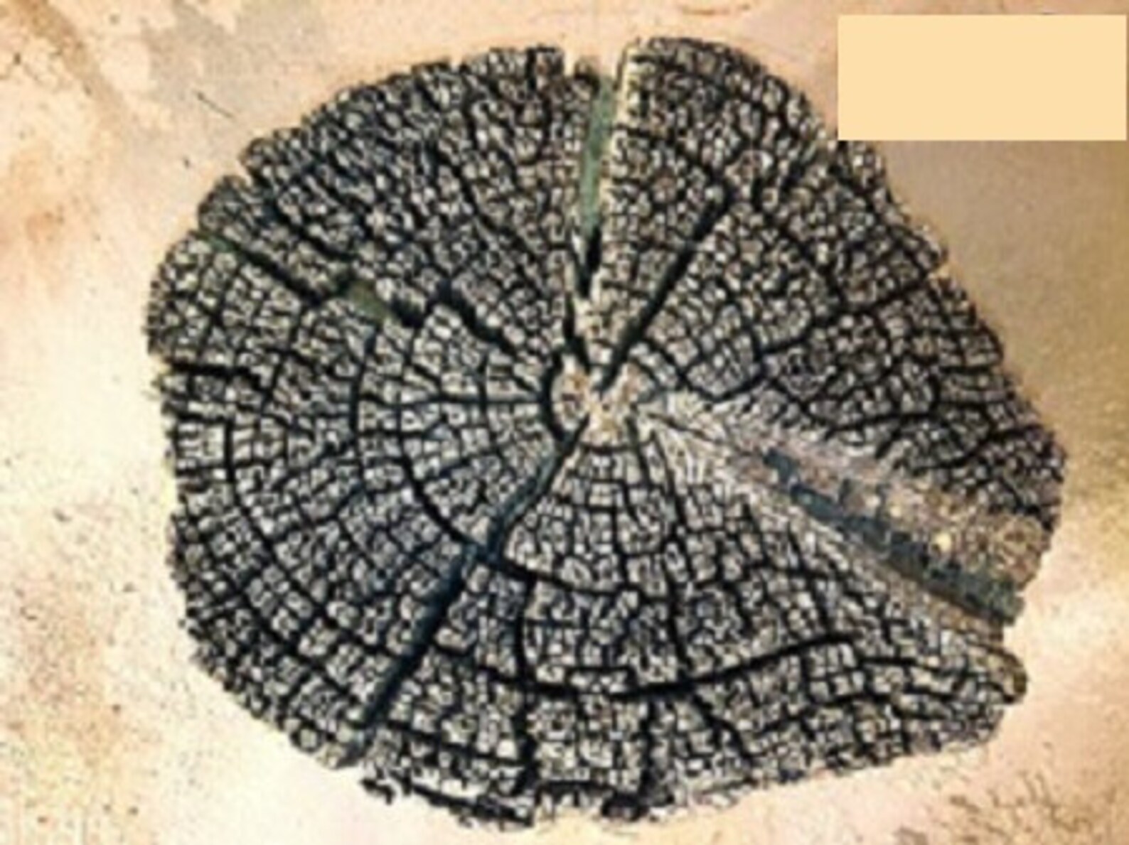 Concrete Texture Stamps - Tree Stump Stamp Kit, Perfect Tree Stamps for ...