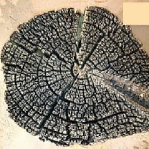 Concrete Texture Stamps - Tree Stump Stamp Kit, Perfect Tree Stamps for ...