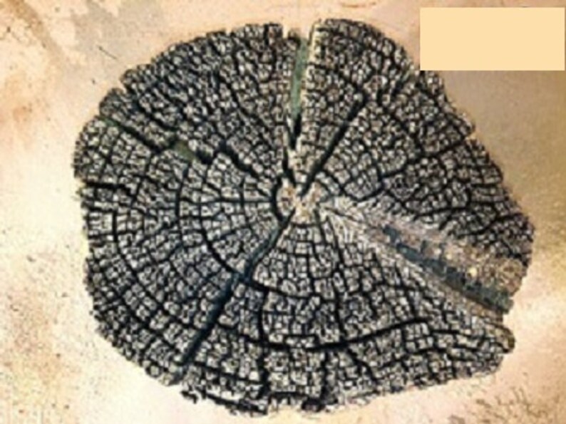 Concrete Texture Stamps - Tree Stump Stamp Kit, Perfect Tree Stamps for ...