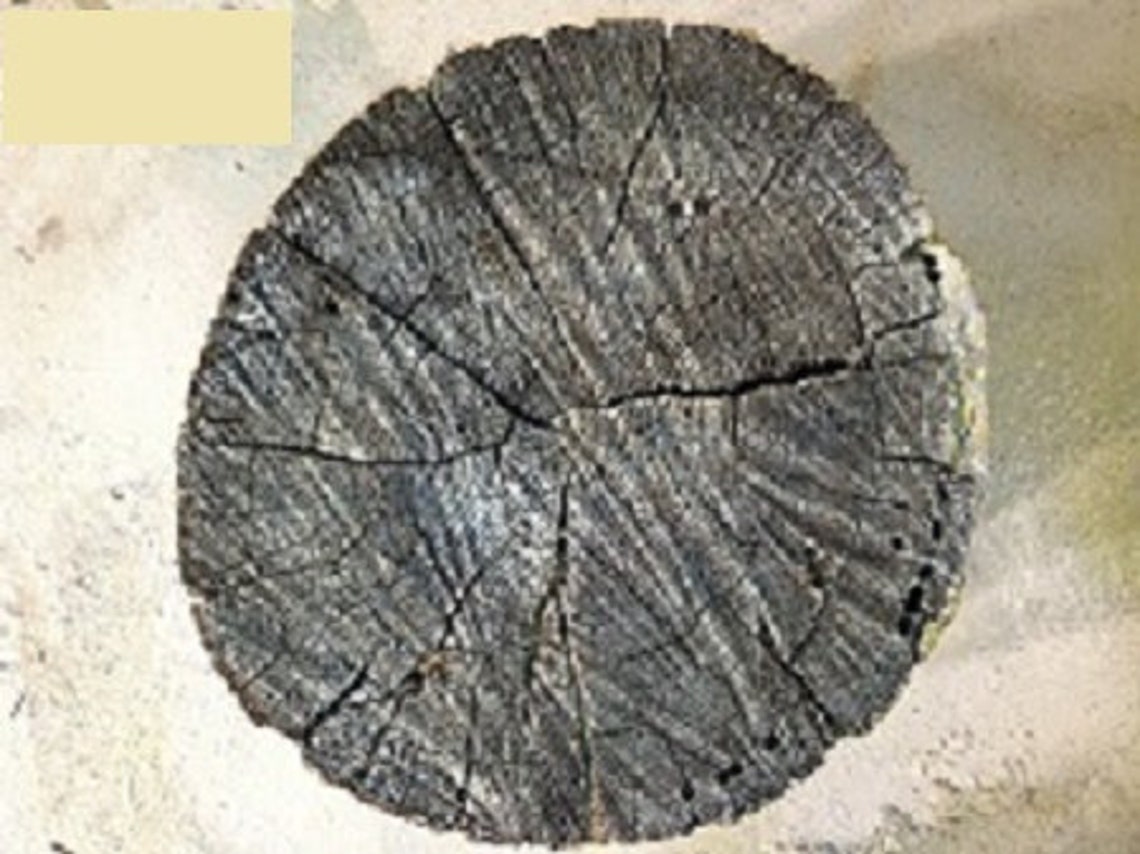 Concrete Texture Stamps - Tree Stump Stamp Kit, Perfect Tree Stamps for ...