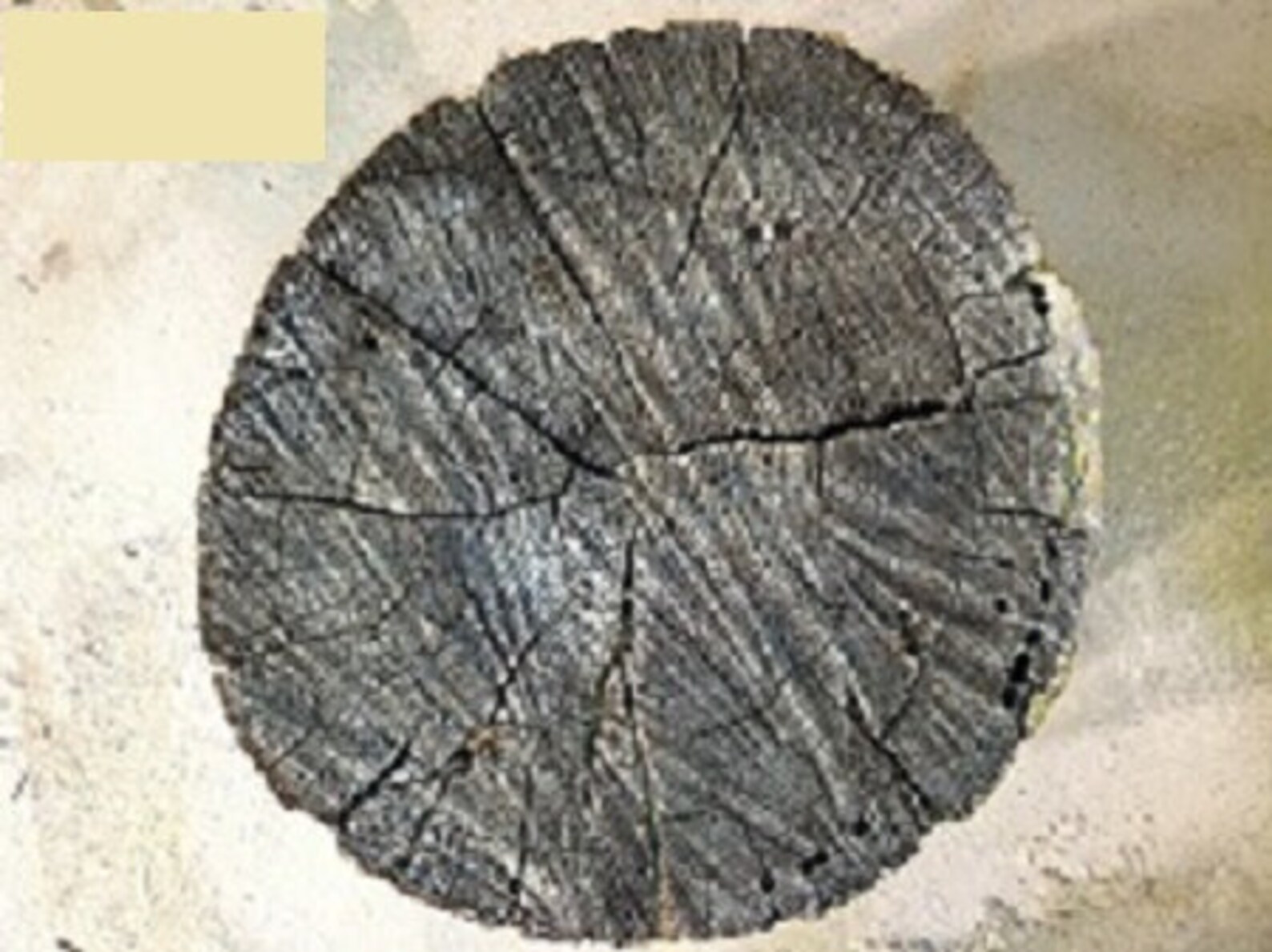 Concrete Texture Stamps - Tree Stump Stamp Kit, Perfect Tree Stamps for ...