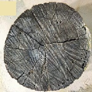 Concrete Texture Stamps - Tree Stump Stamp Kit, Perfect Tree Stamps for ...