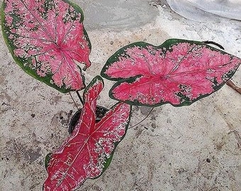 Caladium | Etsy